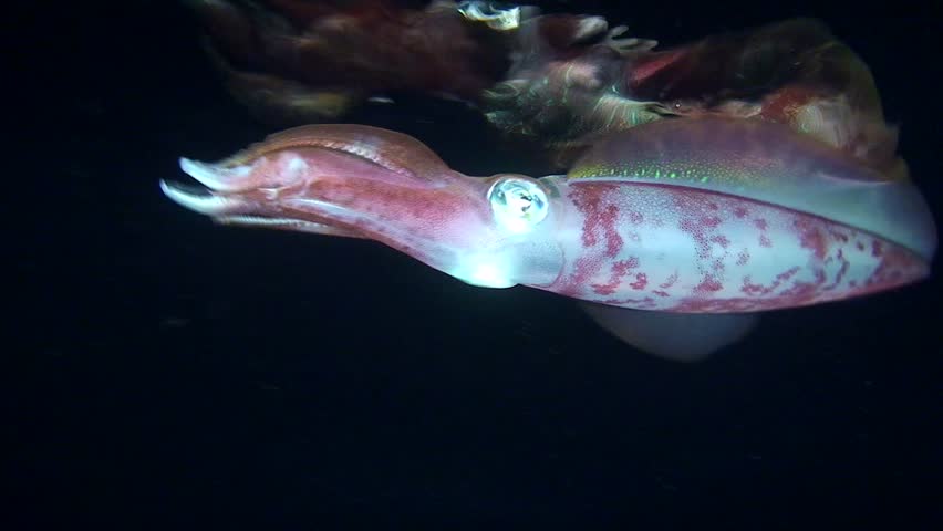 Invertebrate Cephalopod Bigfin Reef Squid (Sepioteuthis Lessoniana ...