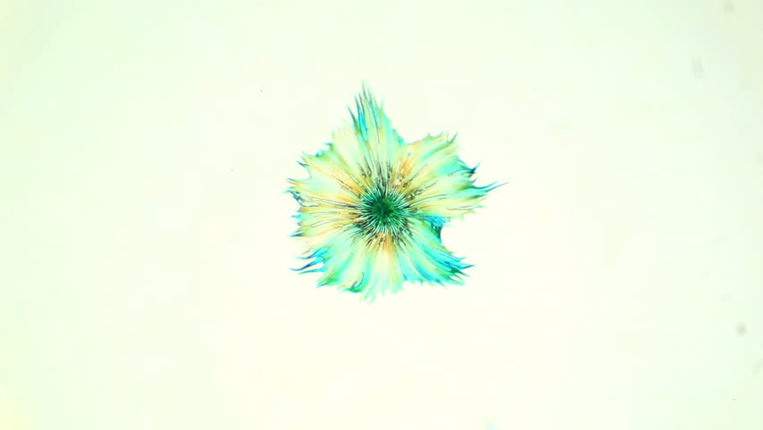 Cactus Pollen Under a Microscope, Stock Footage Video (100% Royalty ...