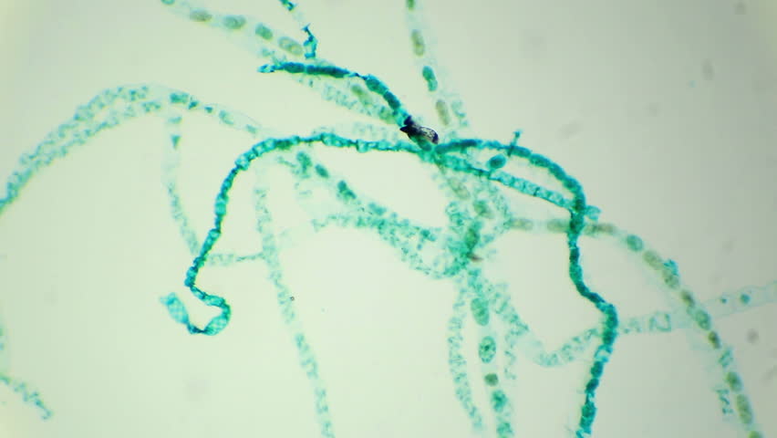 Spirogyra Under Compound Microscope