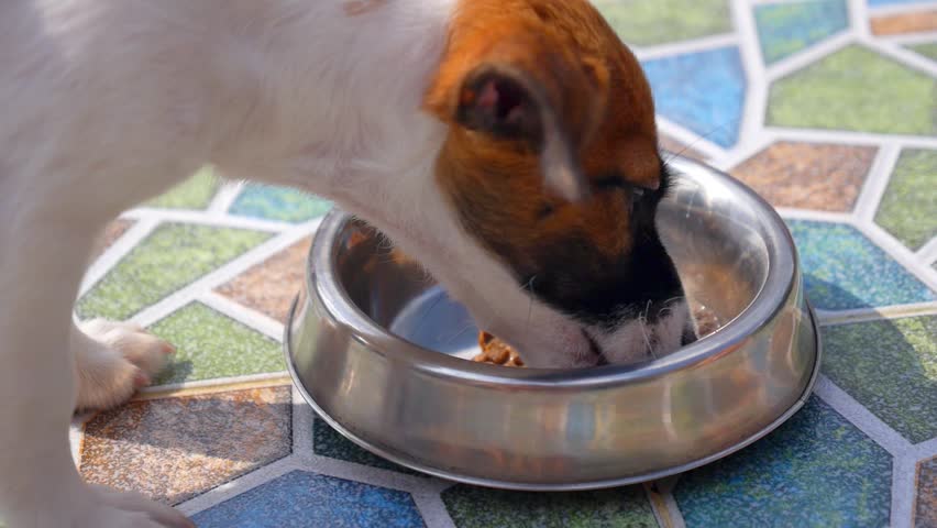 Stock Video Clip of Cute Hungry Puppy Eating Dog Food. Close | Shutterstock