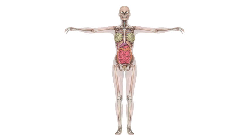 Human Body Animation Stock Footage Video 9142595 | Shutterstock
