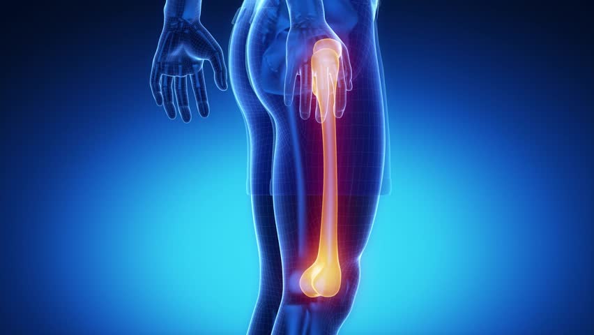 Stock video of femur bone skeleton x-ray scan in | 9253937 | Shutterstock