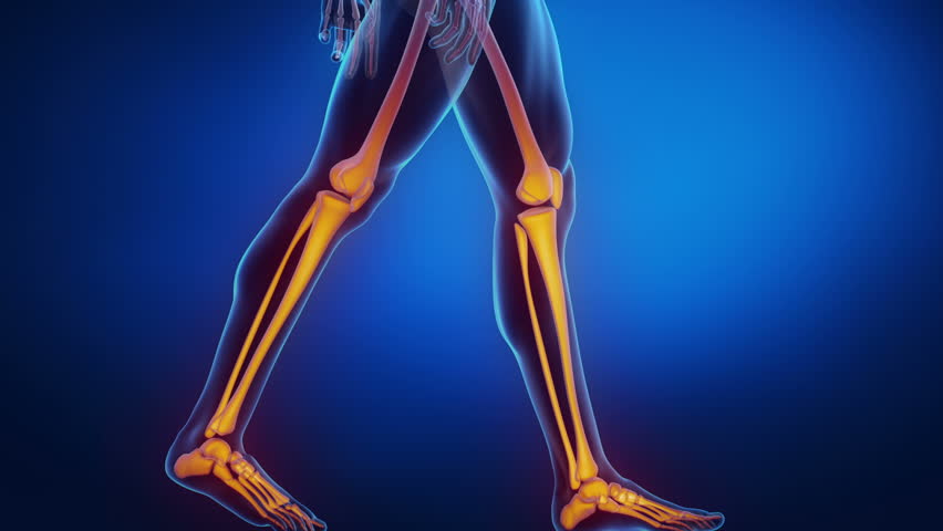 Bone Skeleton X-ray Scan in Stock Footage Video (100% Royalty-free ...