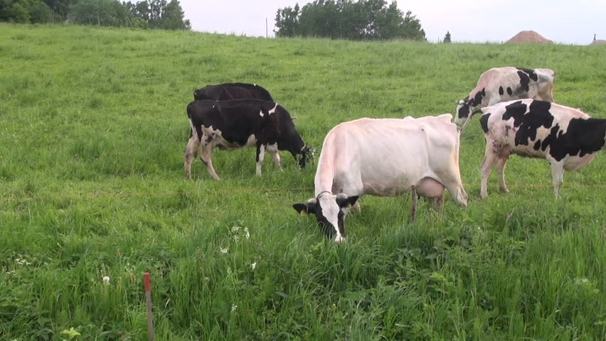 Dutch Cow Grazing In The Landscape Of The Netherlands. Stock Footage ...