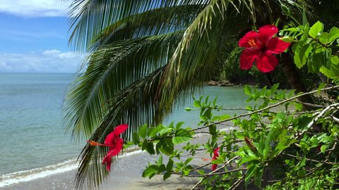 Teuila Flower Samoa | Best Flower Site