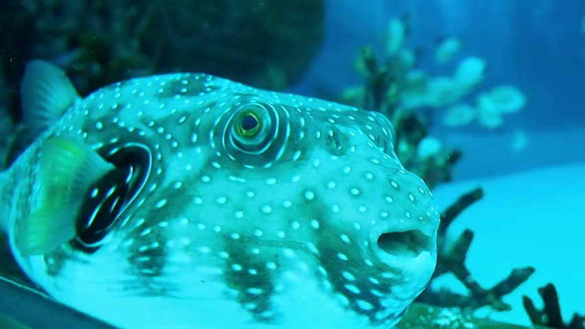 Stock video of beautiful dot pattern puffer fish floating | 9342197 ...