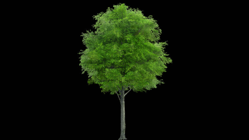 Time-Lapse Of A Tree Growing. Alpha Matte, UHD 4K Stock Footage Video ...