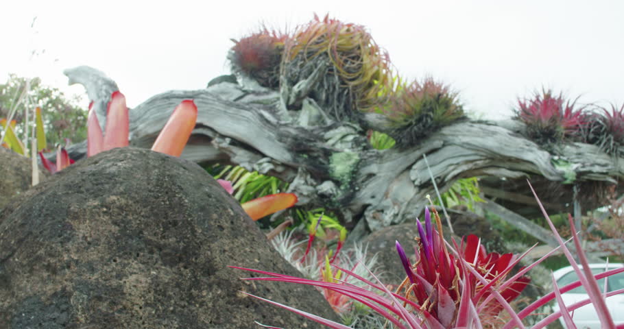 Hawaiian Yard Full of Unique Stock Footage Video (100% Royalty-free ...