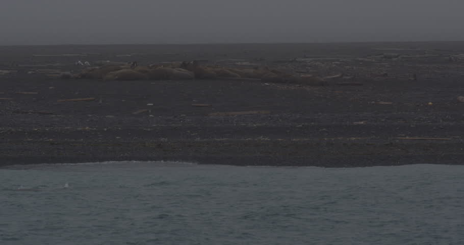 Pod of Walruses Hauled Out Stock Footage Video (100% Royalty-free ...