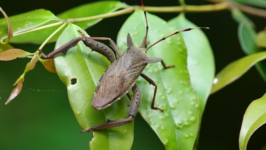 Coreid Bug is Slowly Walking Stock Footage Video (100% Royalty-free ...