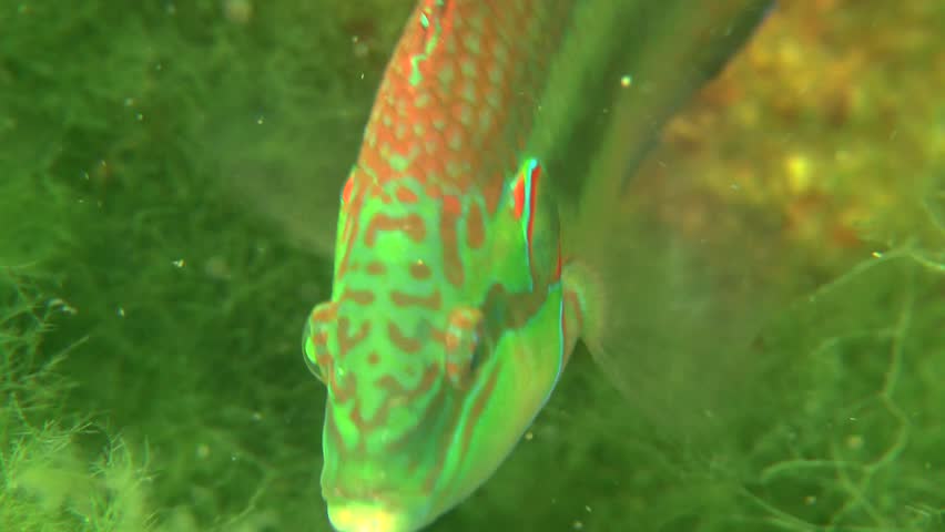 Stock video of ocellated wrasse (symphodus ocellatus): the male ...