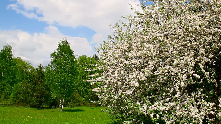 Countryside Landscape. Apple-tree Spring Garden Stock Footage Video ...